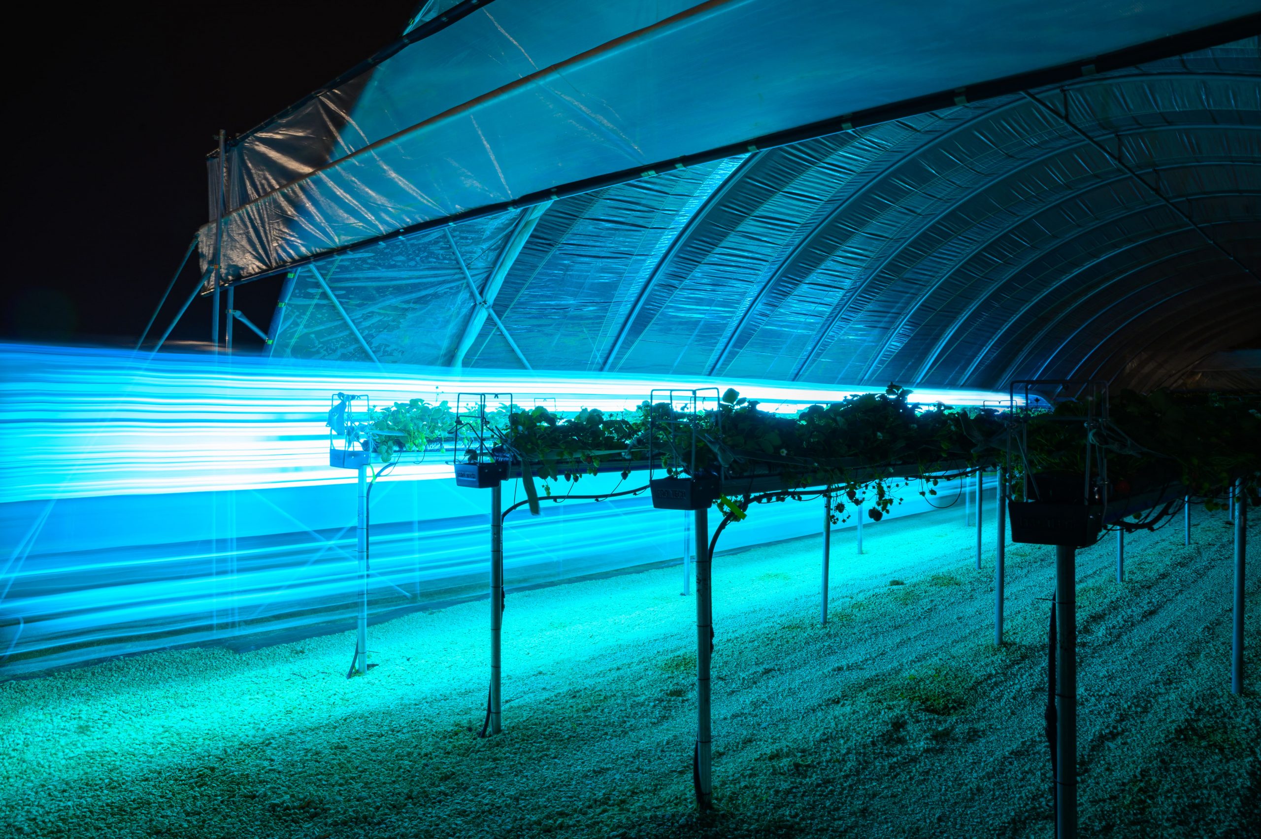 The 2021 light treatment season has started - Thorvald - Saga Robotics